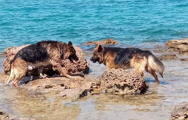 ΧΑΛΚΙΔΑ: Αυτά τα δύο λυκόσκυλα περιφέρονταν διψασμένα στις Αλυκές την ...